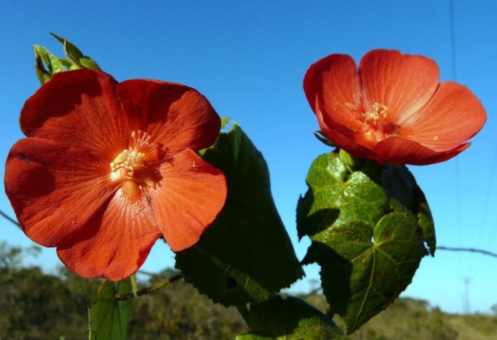 Caliandra do Cerrado: Belas flores do Cerrado