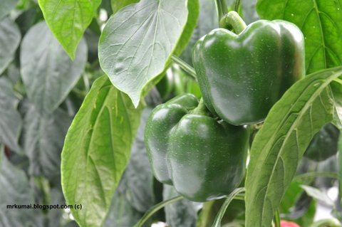 Terbaru 23+ Lada Hijau Besar