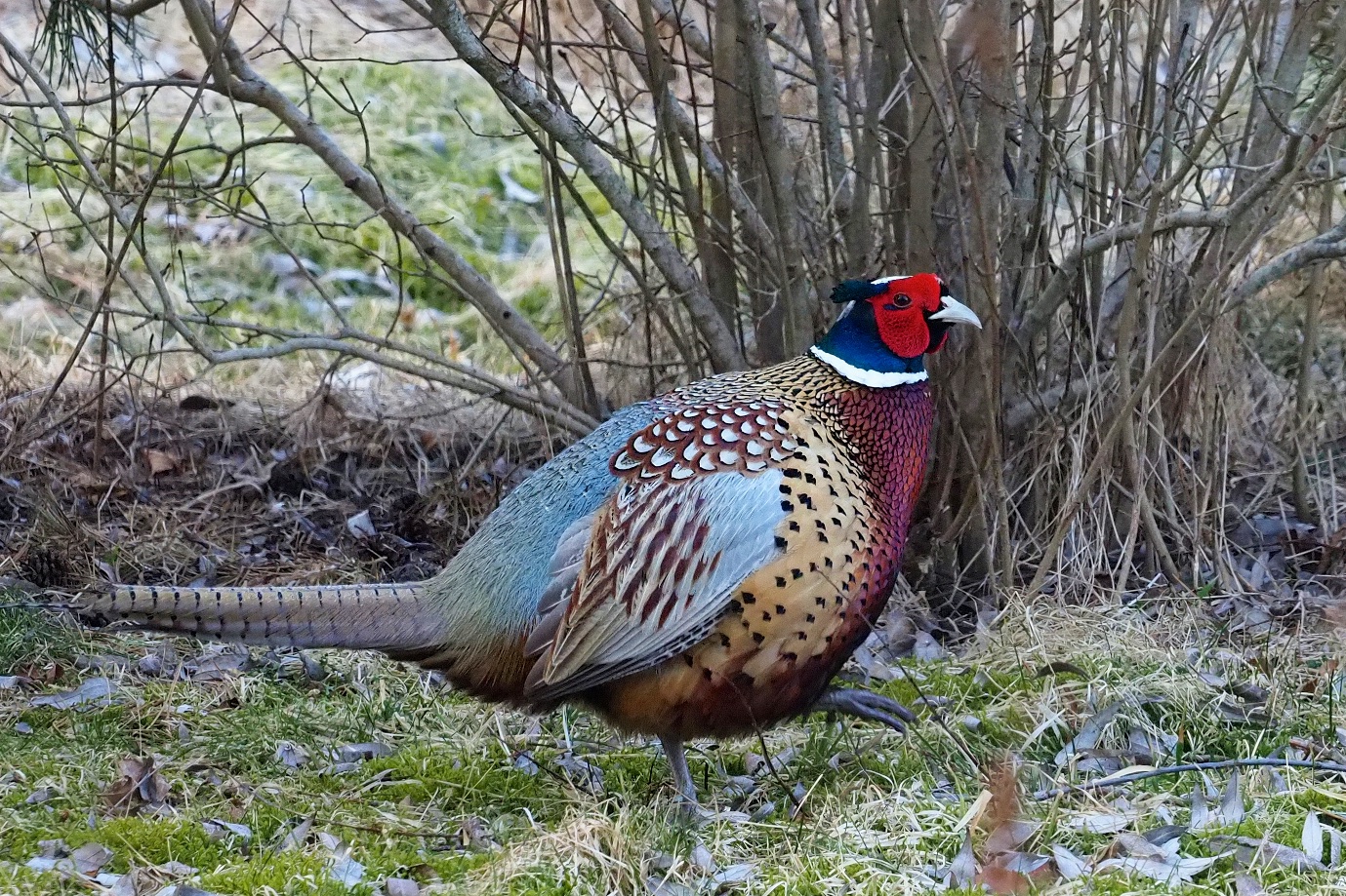 Knuts fugleblogg: Nytt besøk av fasanen