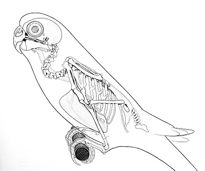 Nature's Scrapbook: Skeletal structure of a Budgie