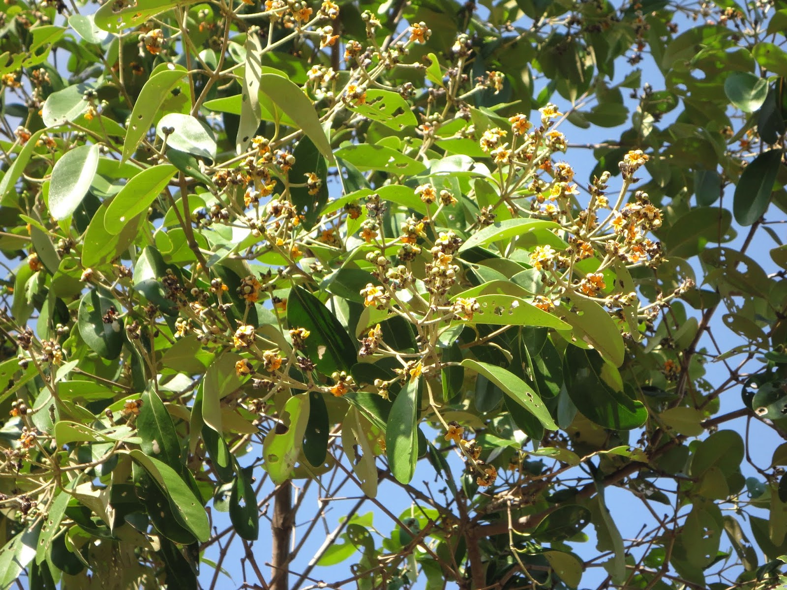 Bain or Indian mangrove, Avicennia officinalis