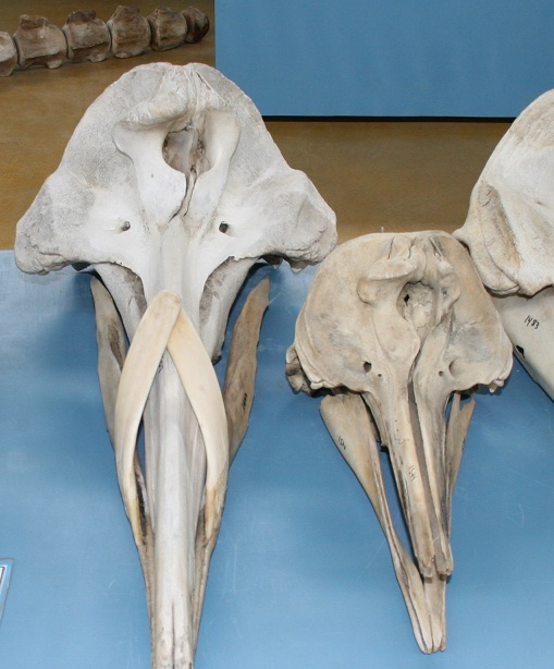 Elusive Strap-Toothed Whale males have two teeth that wrap over the ...