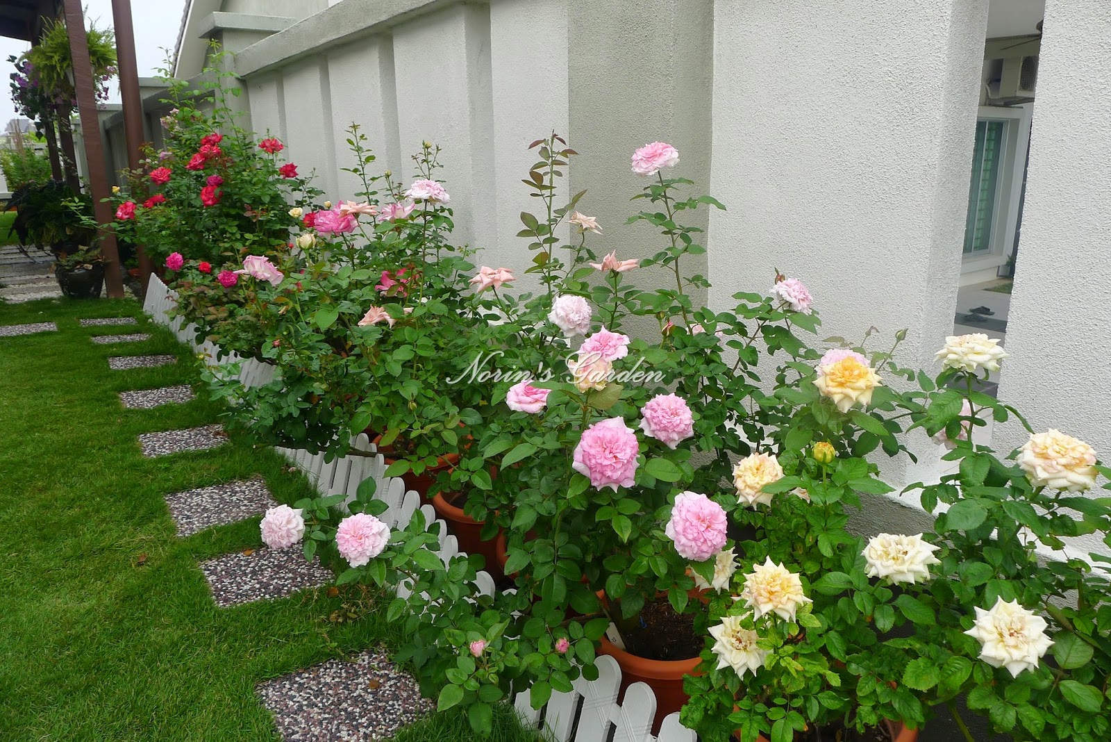All About Norin's Garden: Tips rimbunkan kembali pokok ros