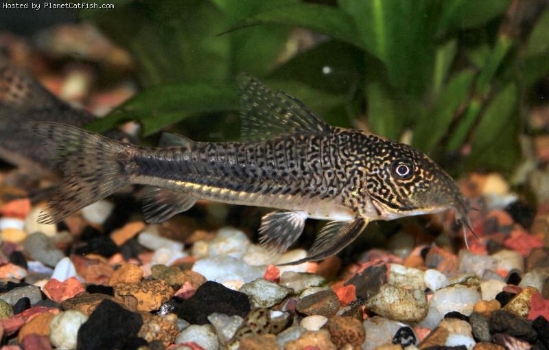 Fish Pictures: Banded corydoras - Scleromystax barbatus