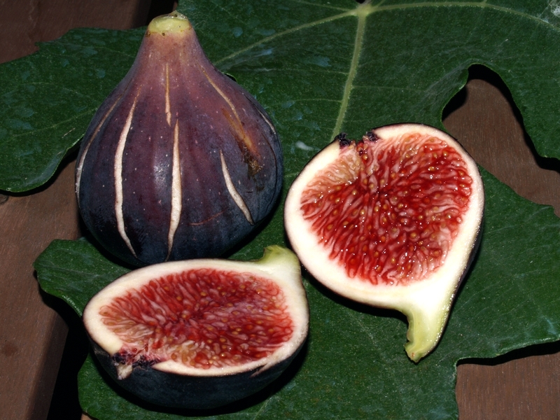 Negra d'Agde Fig - Var Tin