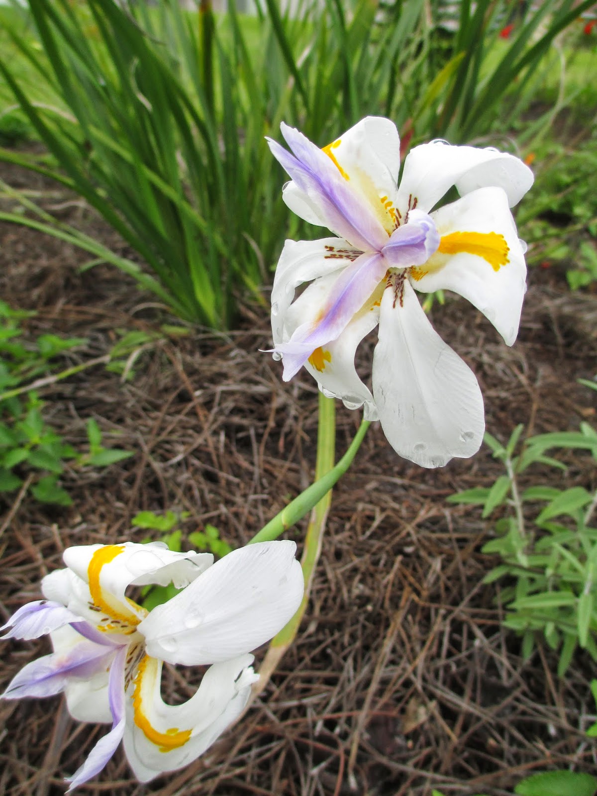 Maple Hill 101: Plant Profile-African Iris