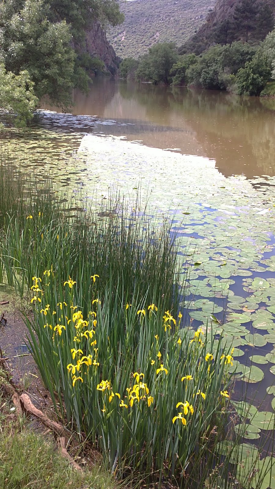 Arroba de los Montes: APARICION DEL IRIS AMARILLO O IRIS PSEUDACORUS EN ...
