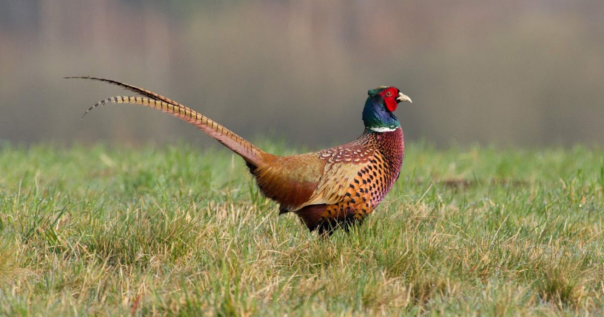 MYSLIVOST: Bažant obecný Bažant, Drobná zvěř, Fotografie z myslivosti ...