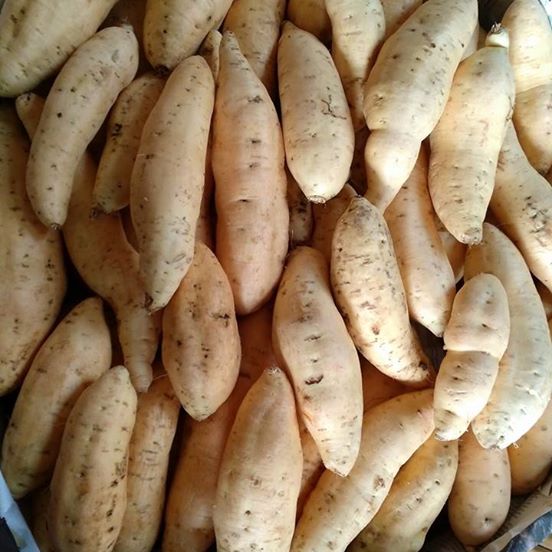 Distributor Ubi Sumatra: Manfaat dan Khasiat Ubi Jalar Kuning