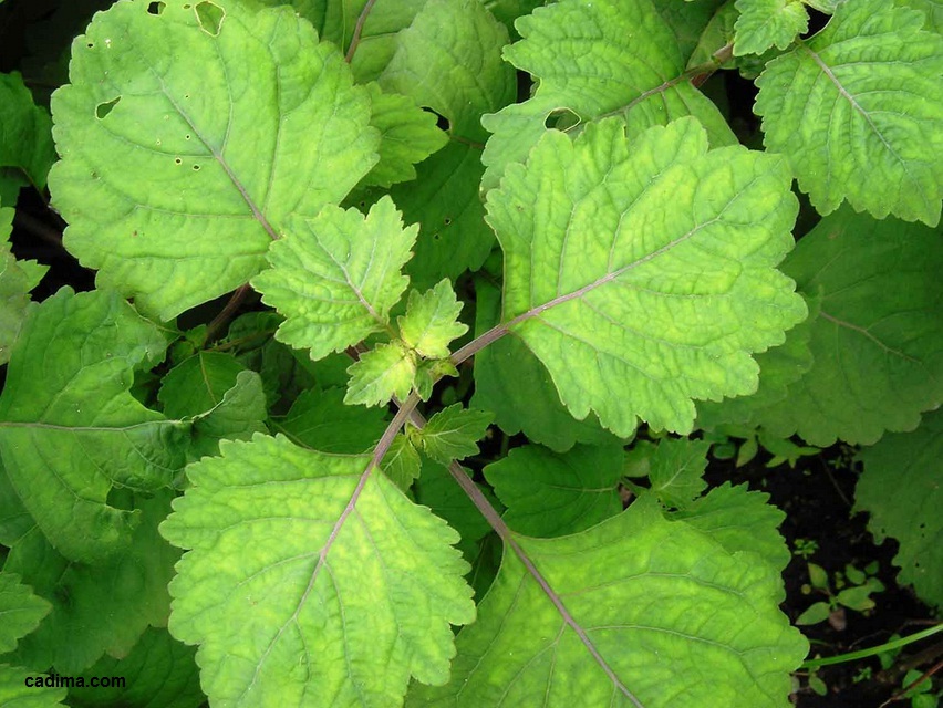 Tanaman Nilam - Perumperindo.co.id