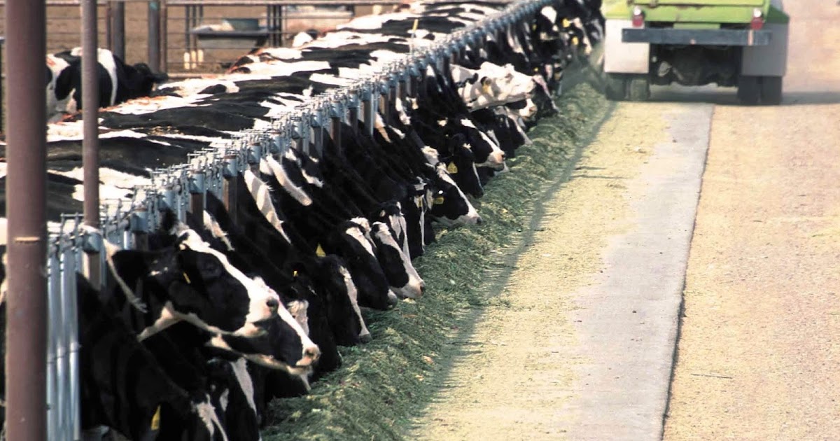 Funny&Amazing Pics&Facts: CAFO Beef and Mad Cow. Big Meat’s Tale of Two ...