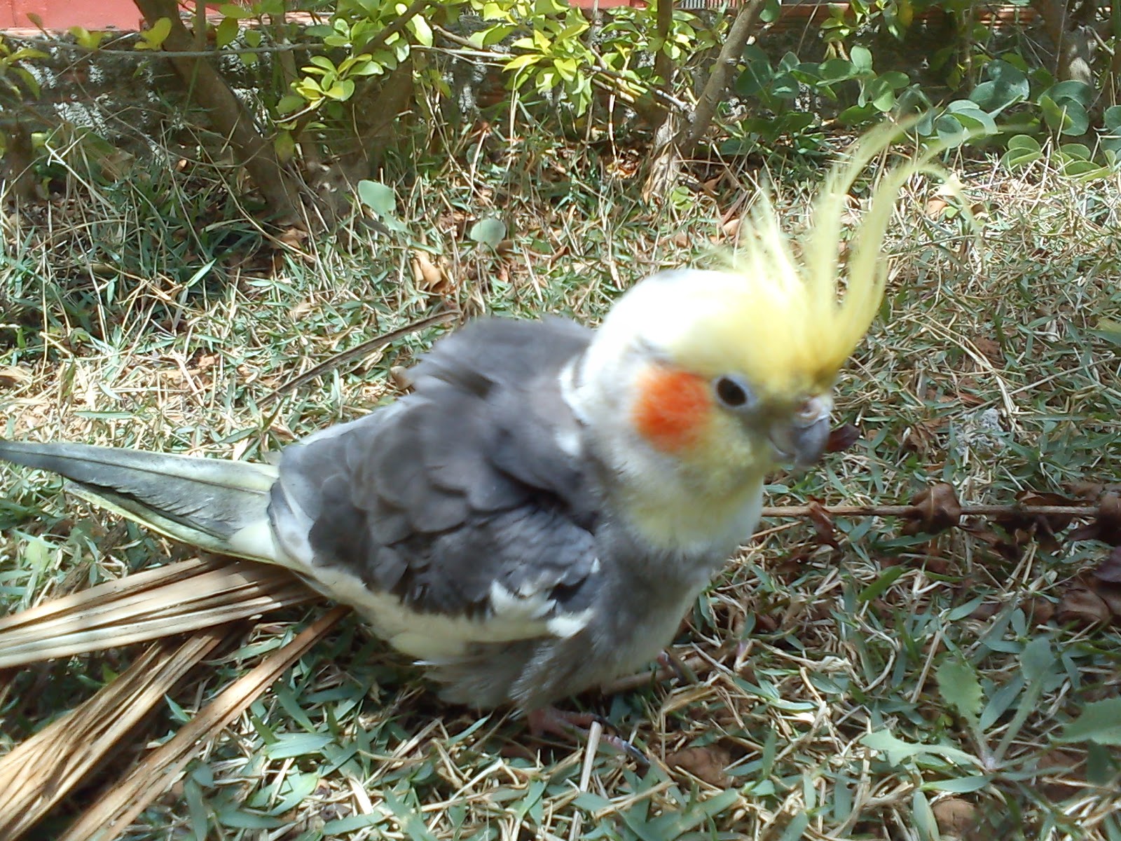 10 dicas para adestrar sua calopsita - A Calopsita