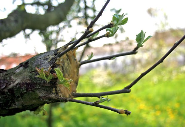 Heirloom scionwood - Adam's Apples