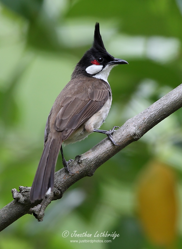 Wanstead Birder: The commonest birds in HK