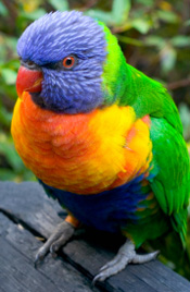 Pasari exotice pe fir: Lorikeets - Exotic Birds-12 Păsări exotice Cele ...