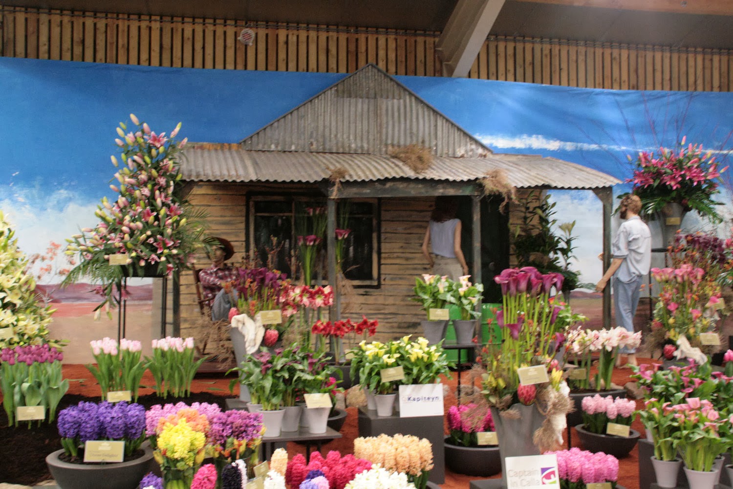 Terug naar Australië: Lentetuin; Australië tussen de tulpen (week 9 van ...