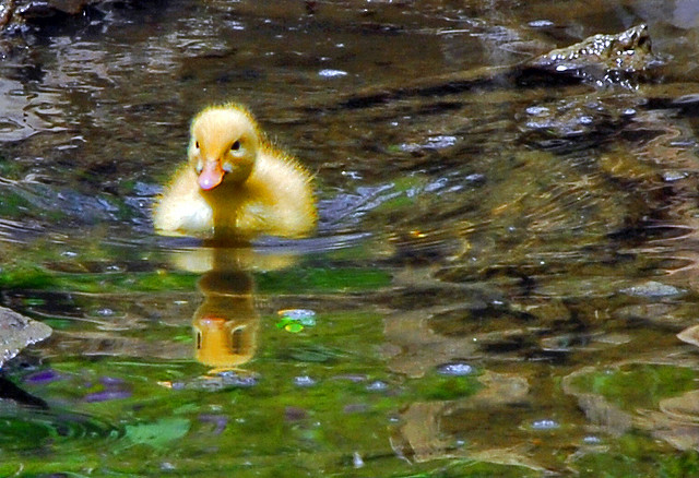The Ducklings of Spring | The Ark In Space
