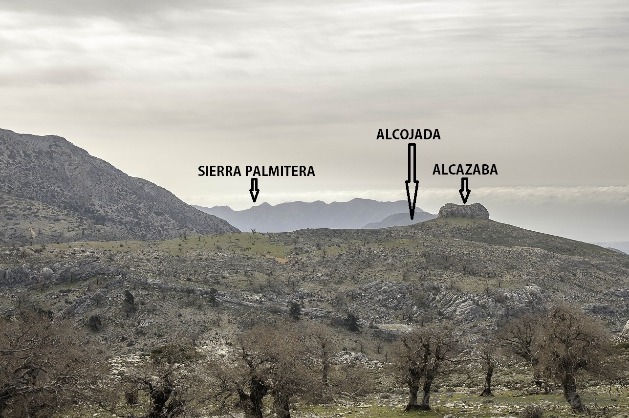 .: SUBIDA A LA TORRECILLA POR QUEJIGALES (PARAUTA) 19 ABR 2017