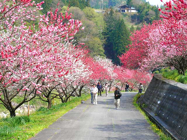 Karibu PROSPER !: One of the Beautiful Place in Japan