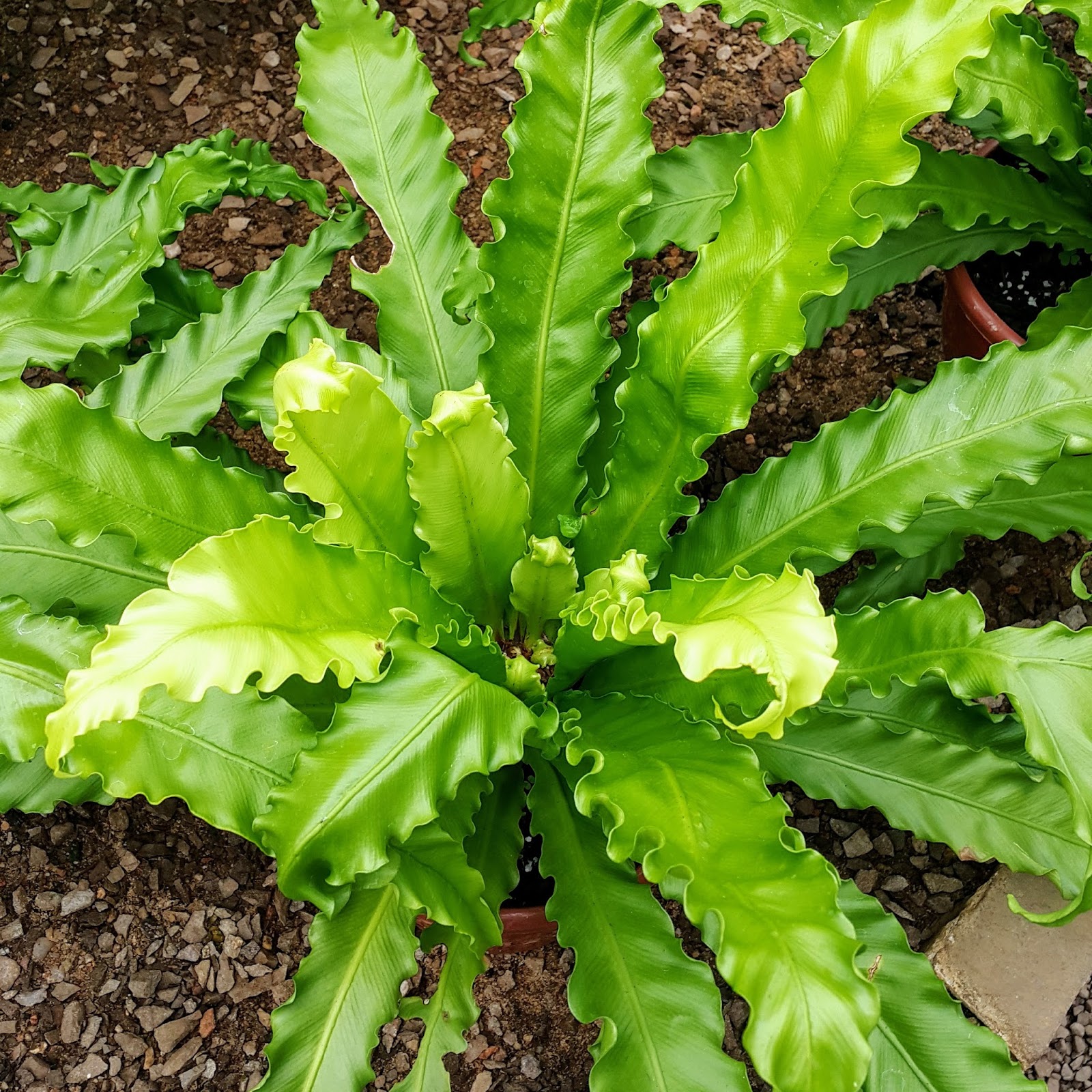 "Verdade//aspas" : 👪 Aspleniaceae (Asplenium nidus 'Victoria')