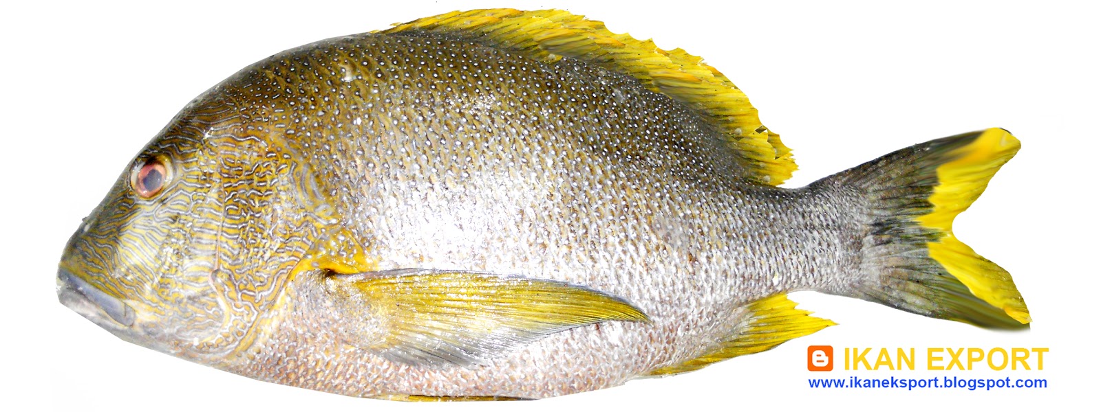 Ikan Eksport: Ikan Kampuh Kampo Sangnging