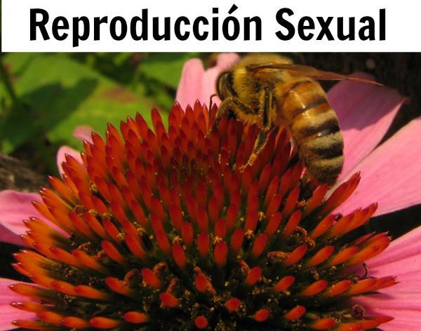 REPRODUCCION EN LAS PLANTAS: CONTENIDOS
