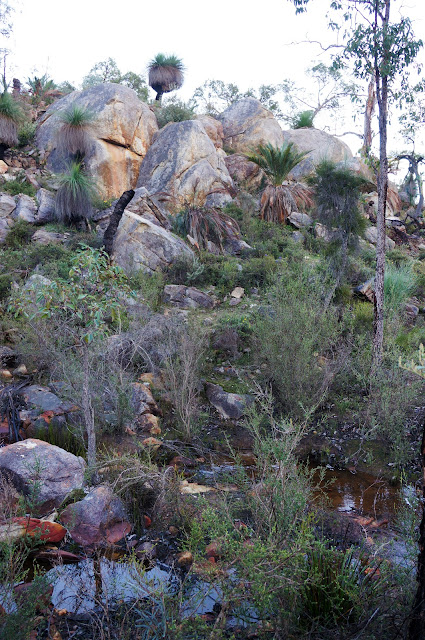 Numbat Track (Paruna Wildlife Sanctuary) ~ The Long Way's Better