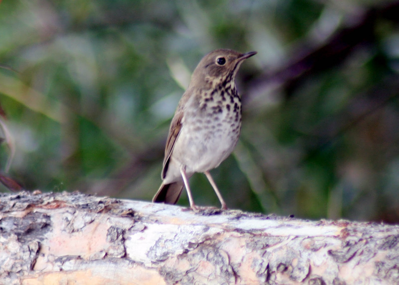Steve's Bird'n Blog: November 2011 Bird of the Month Hermit Thrush