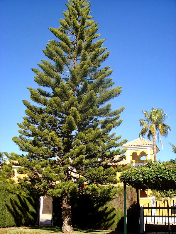 Fichas Botánicas: ARAUCARIA (Araucaria excelsa)