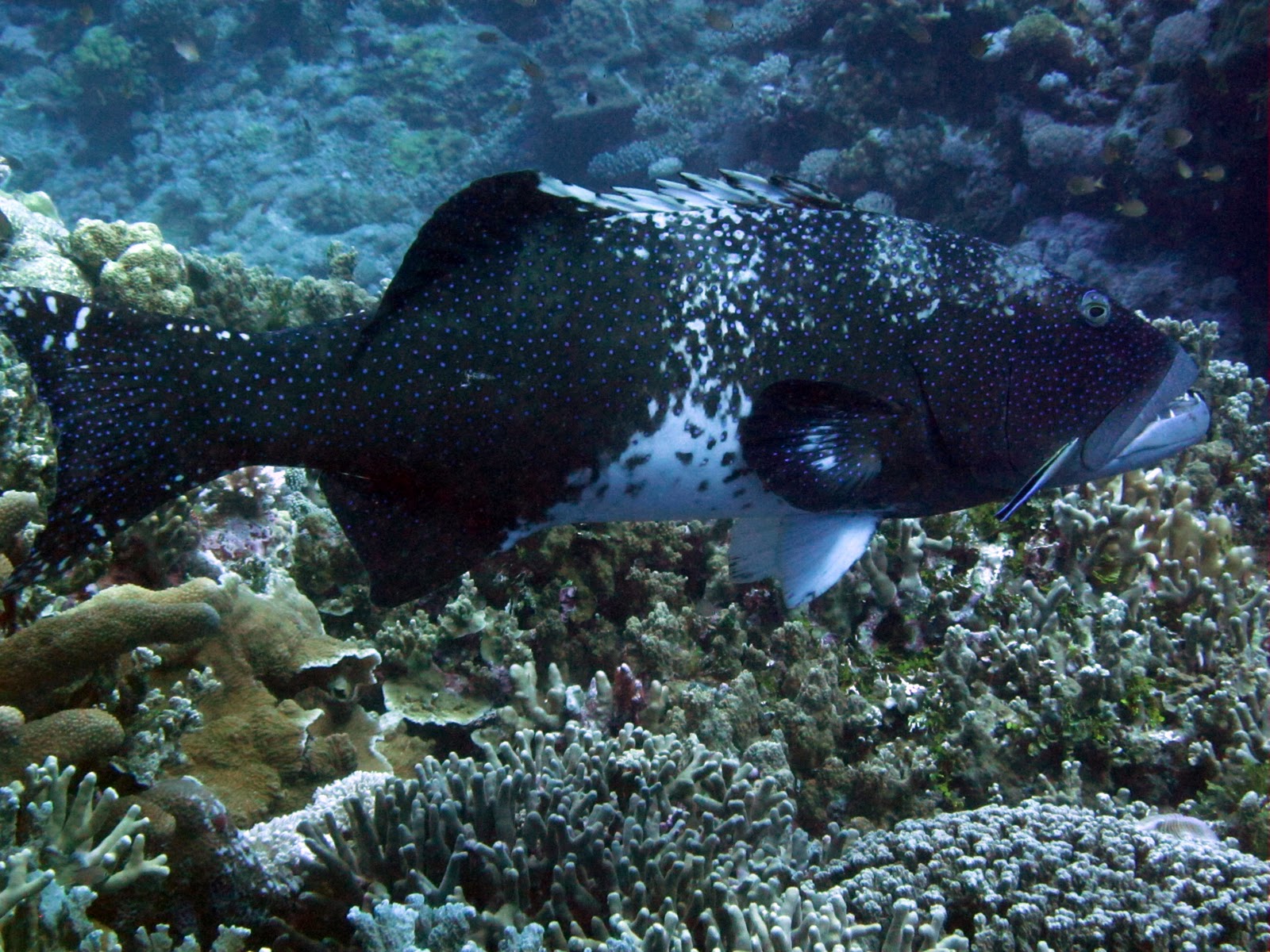 Tassie Twosome: Cleaner Fish - Underwater Capitalism