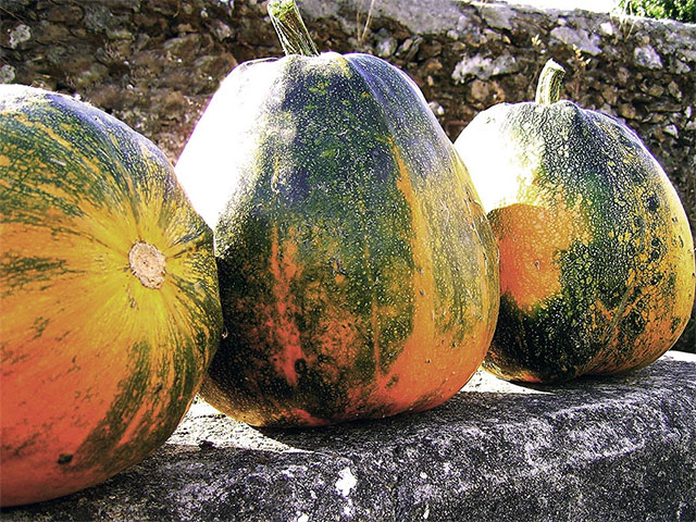 A colheita da abóbora porqueira | A Horta e a Cidade