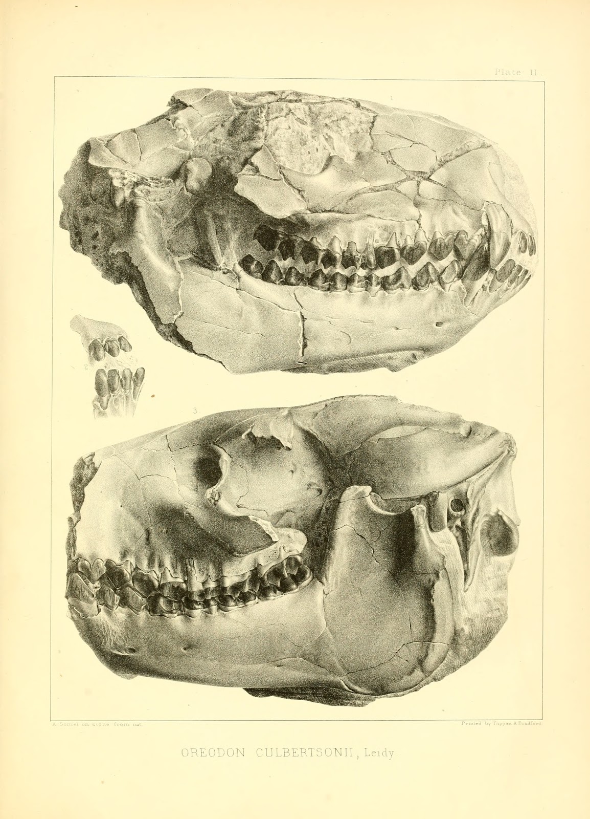 facsimilium: Ancient Fauna of Nebraska, 19th Century