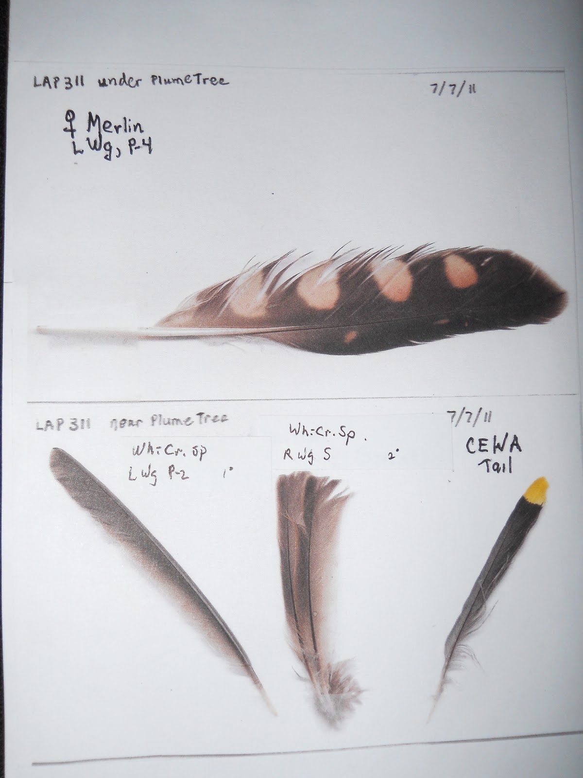 Bellingham Field Journal: Feather 'Forensics': Feathers Can Tell A Story