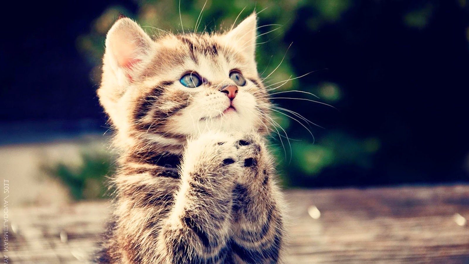 Catatan Merah Putih: Kucing Imut Berdoa