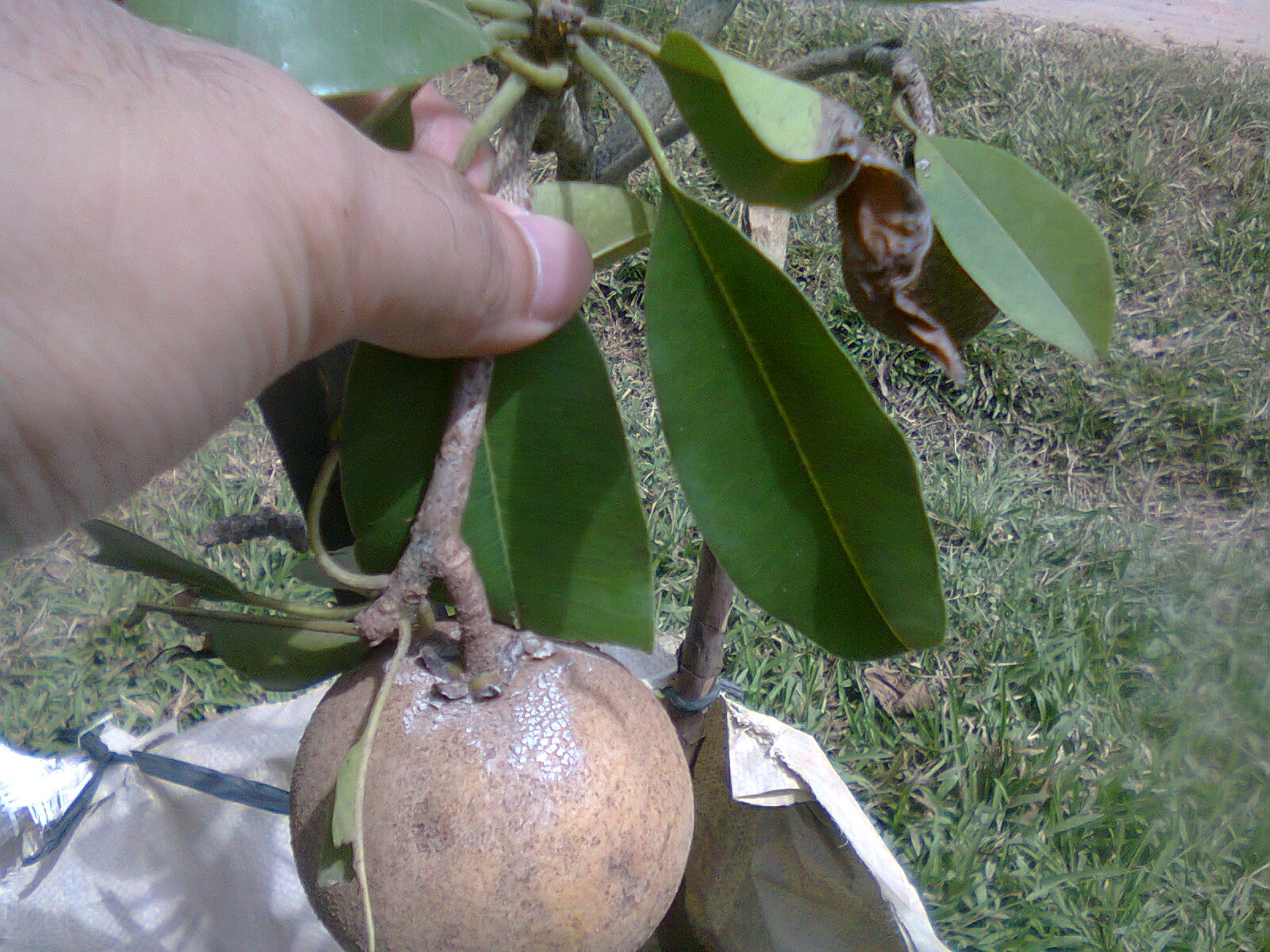 Budidaya SAWO dengan CANGKOK Agar Berbuah Lebat dan Menguntungkan ...