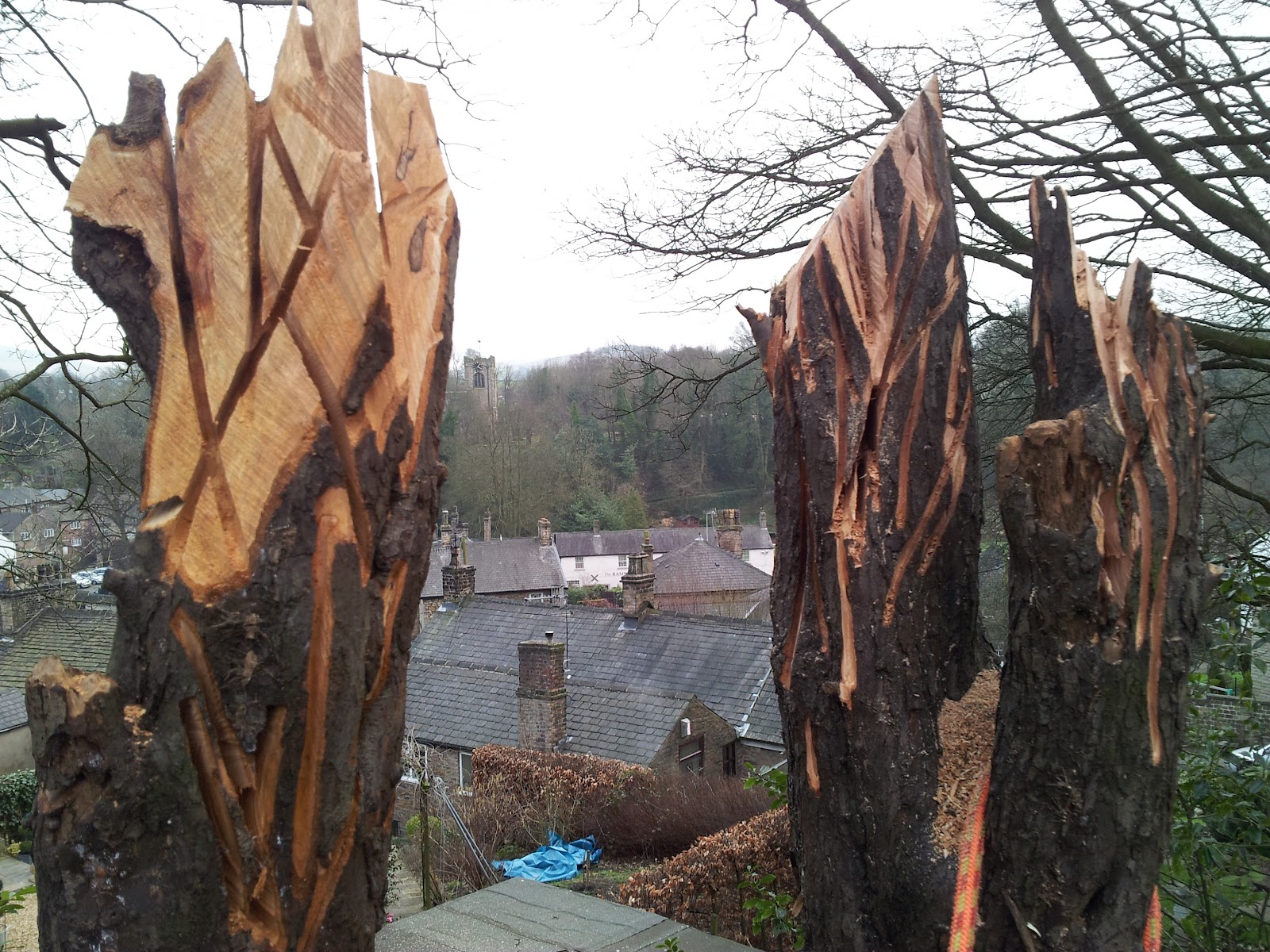 Arbography: Coronet Cuts