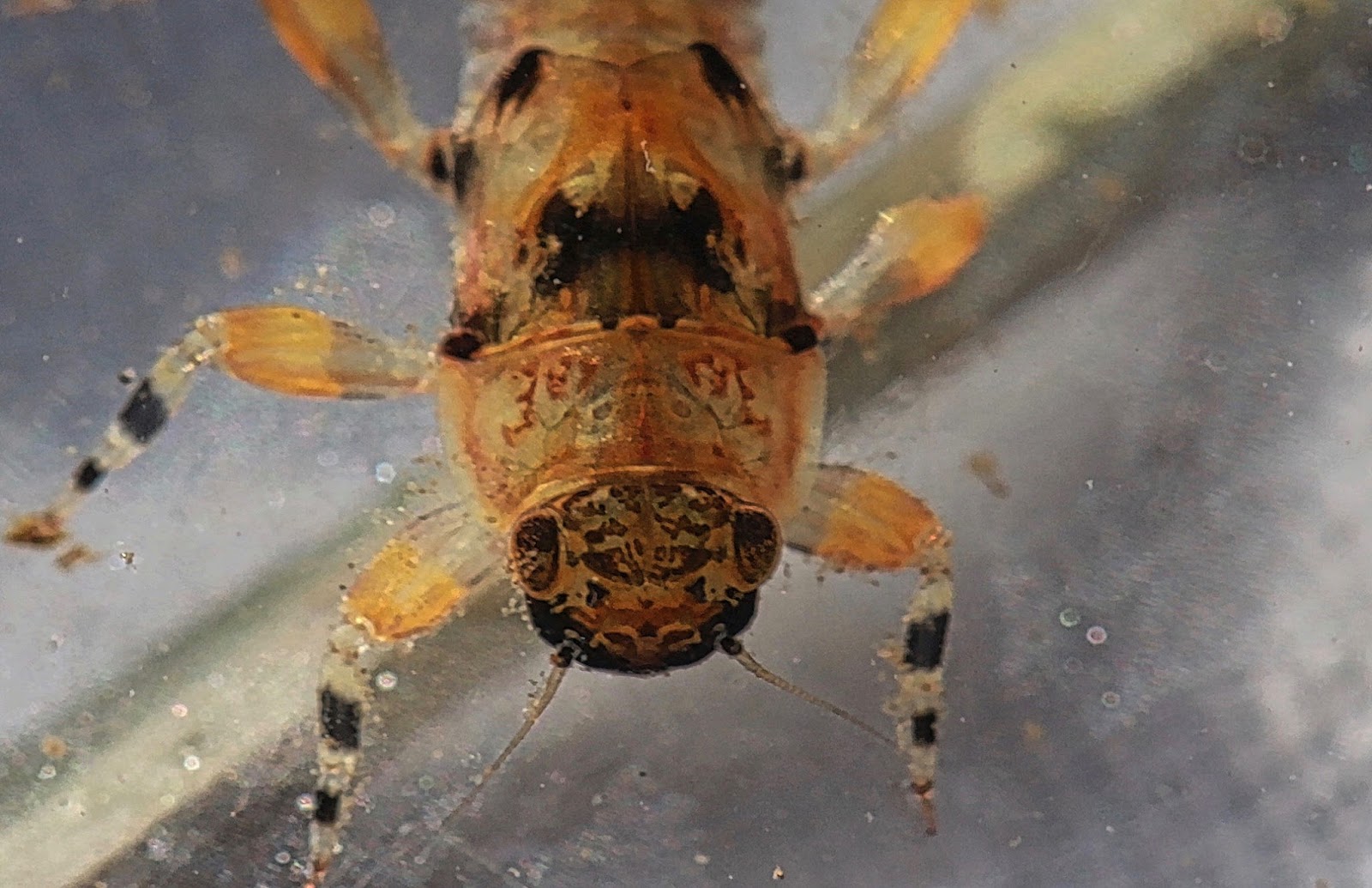 Aquatic Insects of Central Virginia: Some beautiful insects at the ...