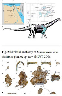 Dig Deeper: ARCHAEOLOGY: Mansourasaurus Shahinae