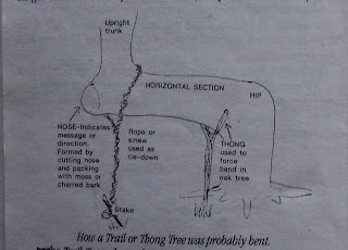 Blue Starr Gallery: Indian Trail Trees