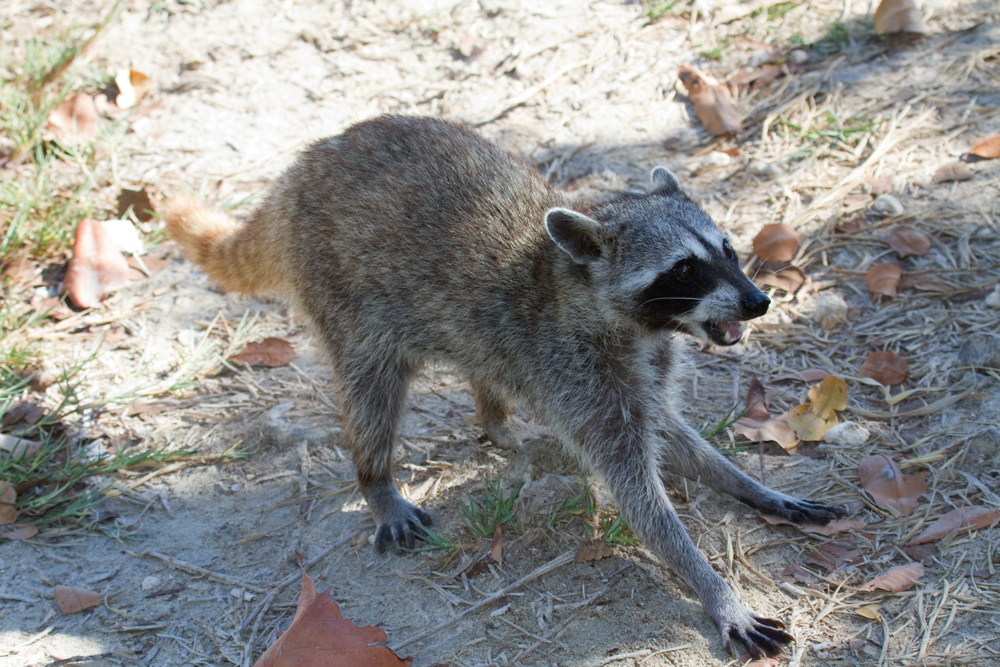 Laberinto en extinción: Mapache pigmeo (Procyon pygmeus)