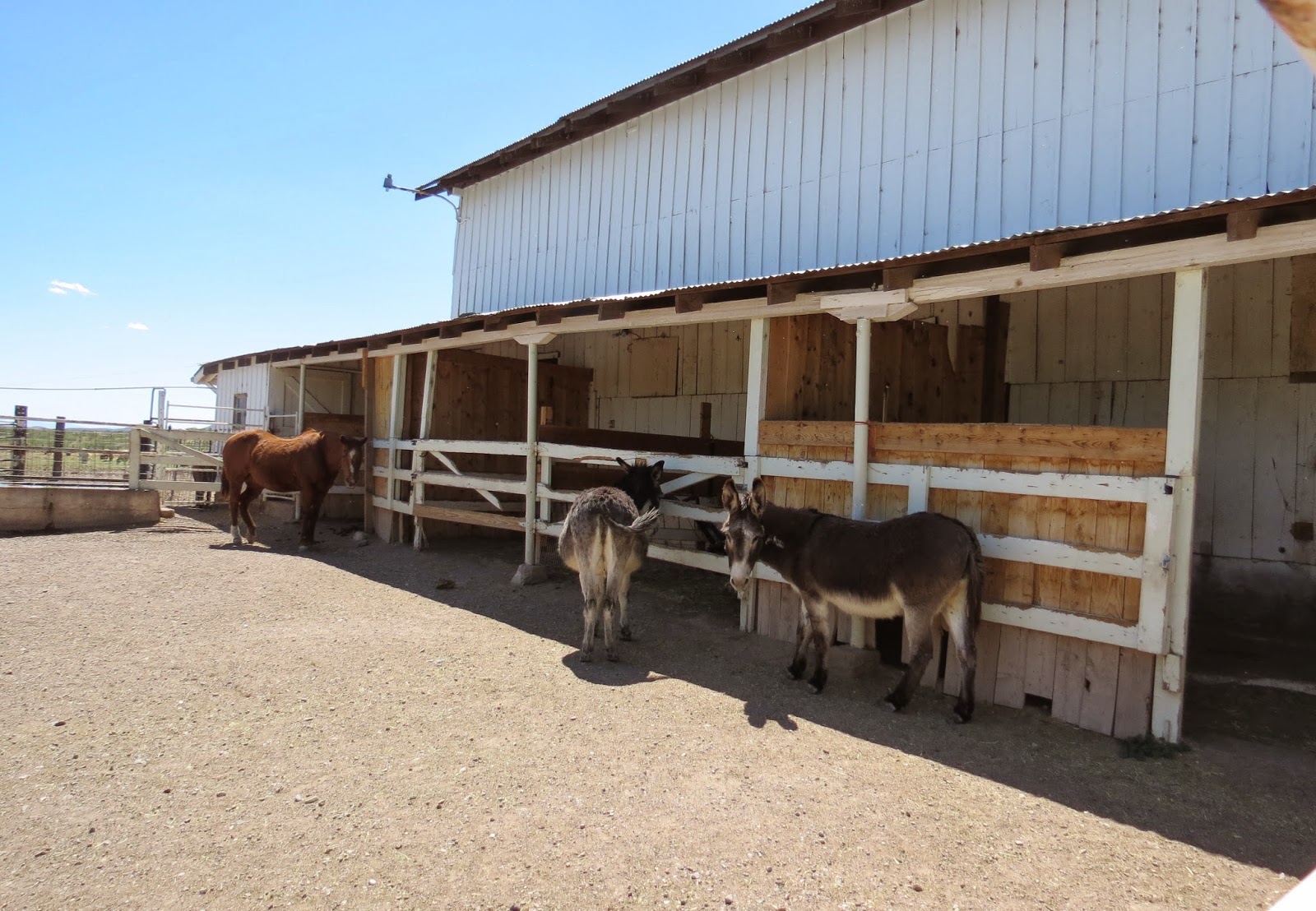 Where's Liz? 2014: Slaughter Ranch, San Bernadino and Leslie Canyon ...