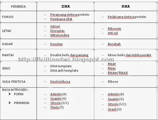 Perbedaan DNA dan RNA | Brillian's Blog