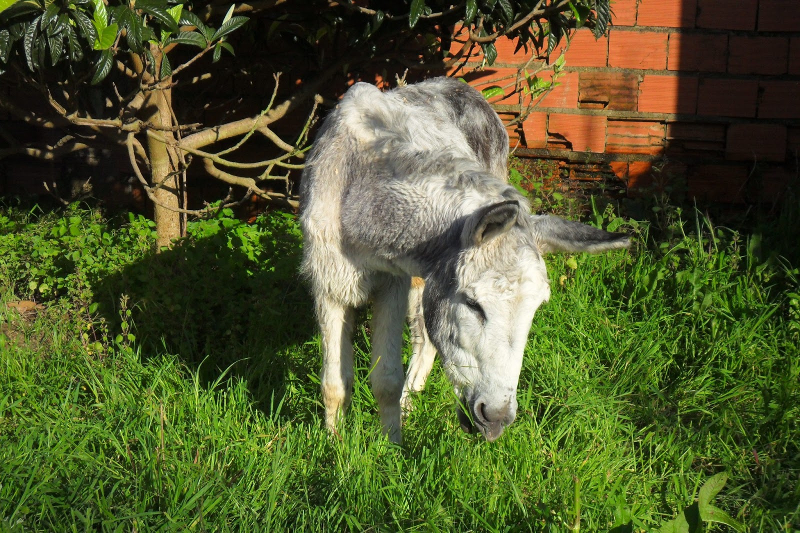 Zoo na Quinta: Burro