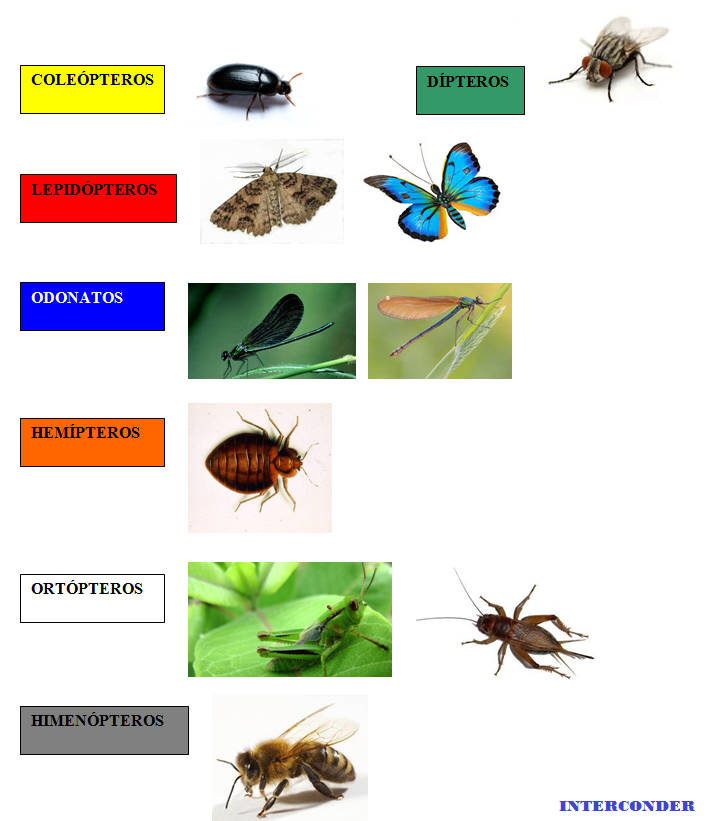 ENIGMÁTICAMENTE: El mundo de los insectos