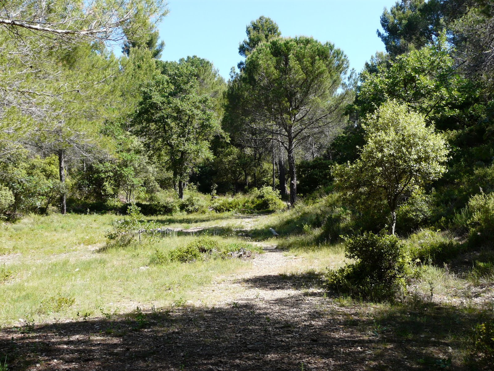 Une forêt en Provence: Jardiner en Forêt