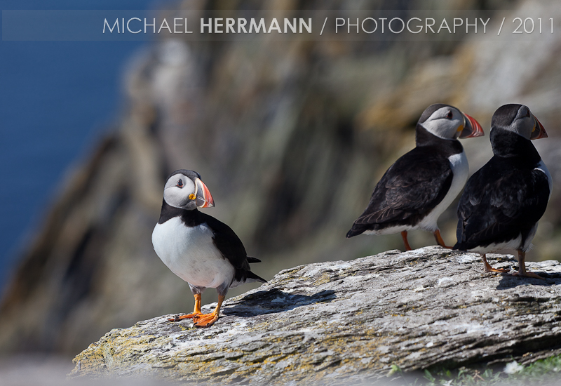 Landscape Photography in Kerry, Ireland: Skellig Birds, part six.