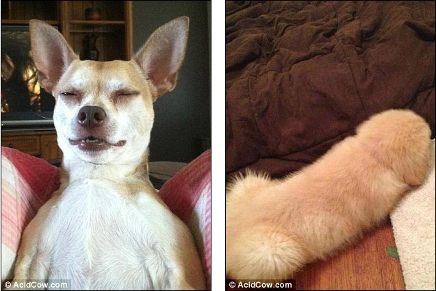 Gallery Market: Up fur a laugh? From delirious dogs to maniac monkeys ...