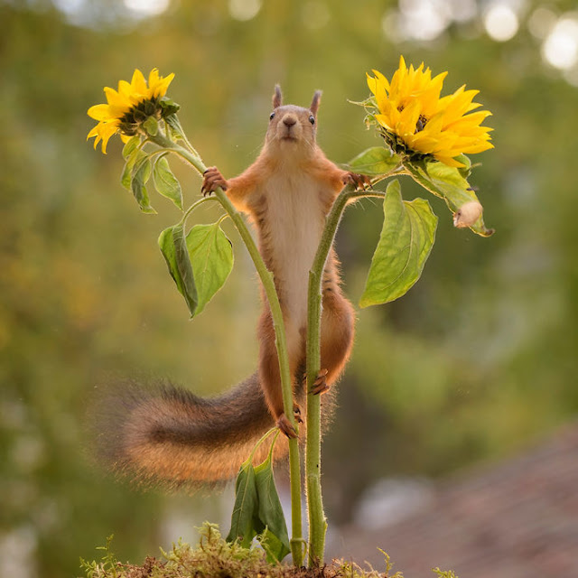Photographer Captured Squirrels Every Day For Six Years And Here Are ...