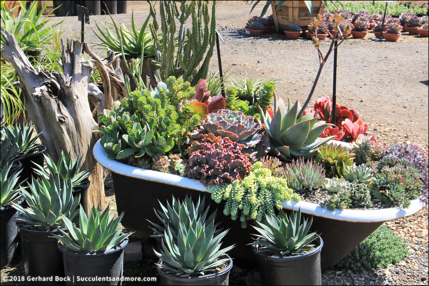 Waterwise Botanicals: succulent heaven (part 1 of 2)