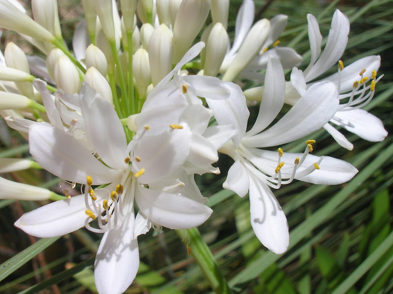 Recregarden: AGAPANTHUS SP.